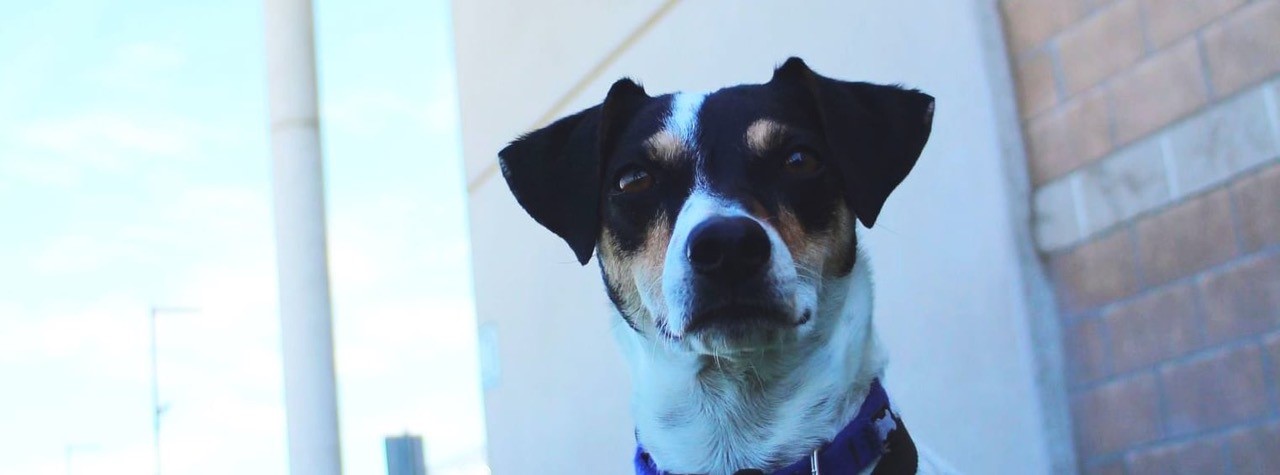 The positive power of prison dog program | Avista Connections